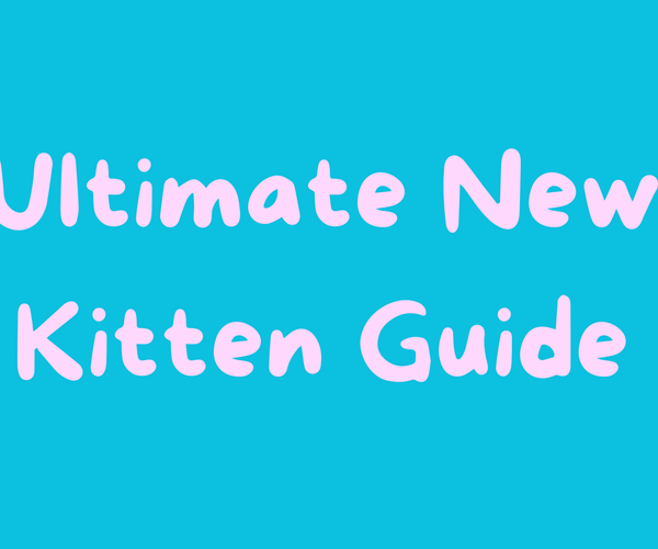 Ultimate New Kitten Guide: Everything You Need for Your First Cat – Cat ...