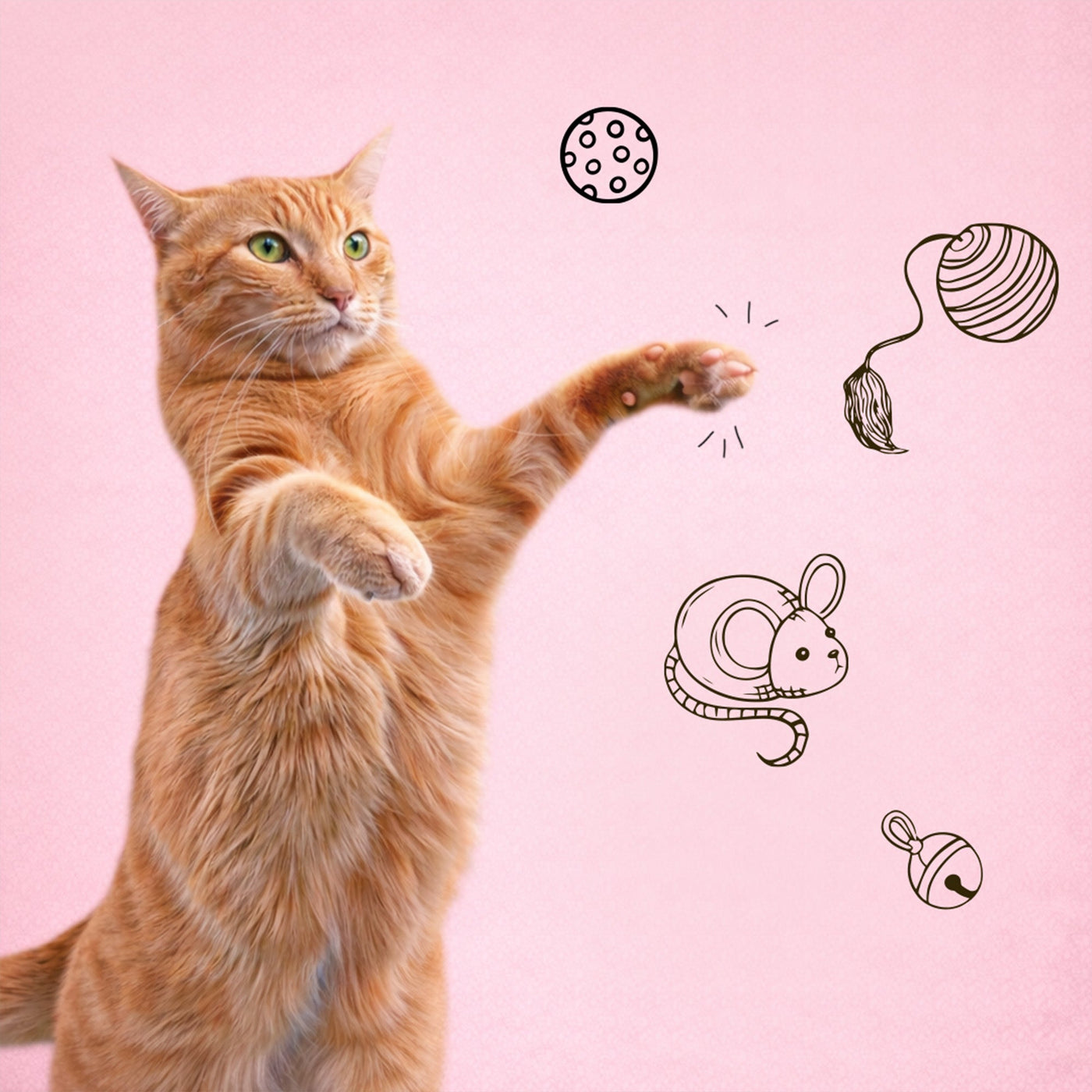 Cat Enrichment & Mystery Boxes UK | Cat Universe